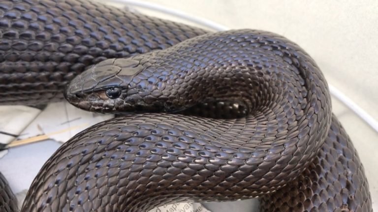 Reptiles Tour in Uganda | Jewel Safaris Limited | Uganda Tours