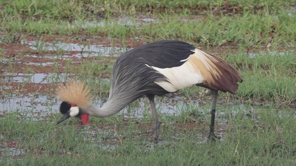 Amboseli National Game Reserve Kenya, Activities & Guide