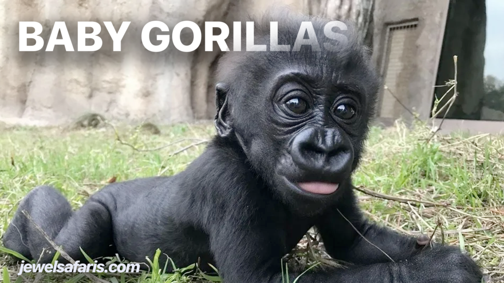 How Fast Do Baby Gorillas Grow? - Jewel Safaris